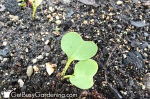 Thinning Seedlings: A Beginner’s Guide For How To Thin Seedlings