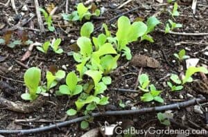 Thinning Seedlings: A Beginner’s Guide For How To Thin Seedlings