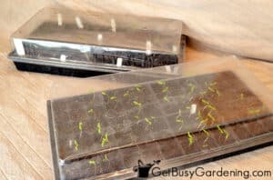 Mold On Seedlings? How To Prevent Mold Growth In Your Seed Trays