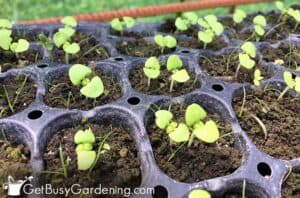 Thinning Seedlings: A Beginner’s Guide For How To Thin Seedlings