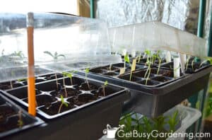 Mold On Seedlings? How To Prevent Mold Growth In Your Seed Trays