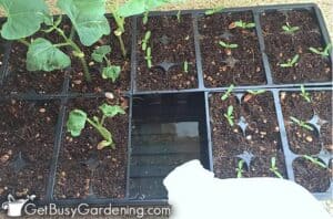 Mold On Seedlings? How To Prevent Mold Growth In Your Seed Trays
