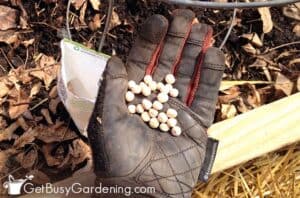 Seed Starting Methods: 3 Easy Seed Sowing & Germination Techniques