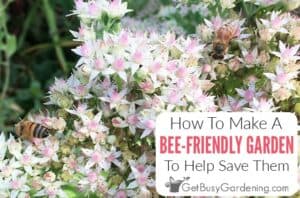 How To Make A Bee Friendly Garden & Help Save The Bees