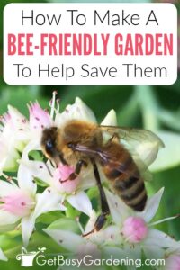 How To Make A Bee Friendly Garden & Help Save The Bees
