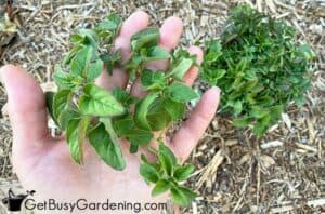How To Dry Oregano 4 Different Ways! (EASY Step-By-Step Guide)
