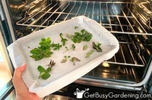 How To Dry Oregano 4 Different Ways! (EASY Step-By-Step Guide)