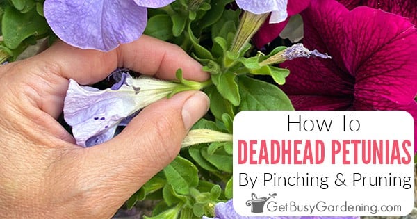 Deadheading petunias store
