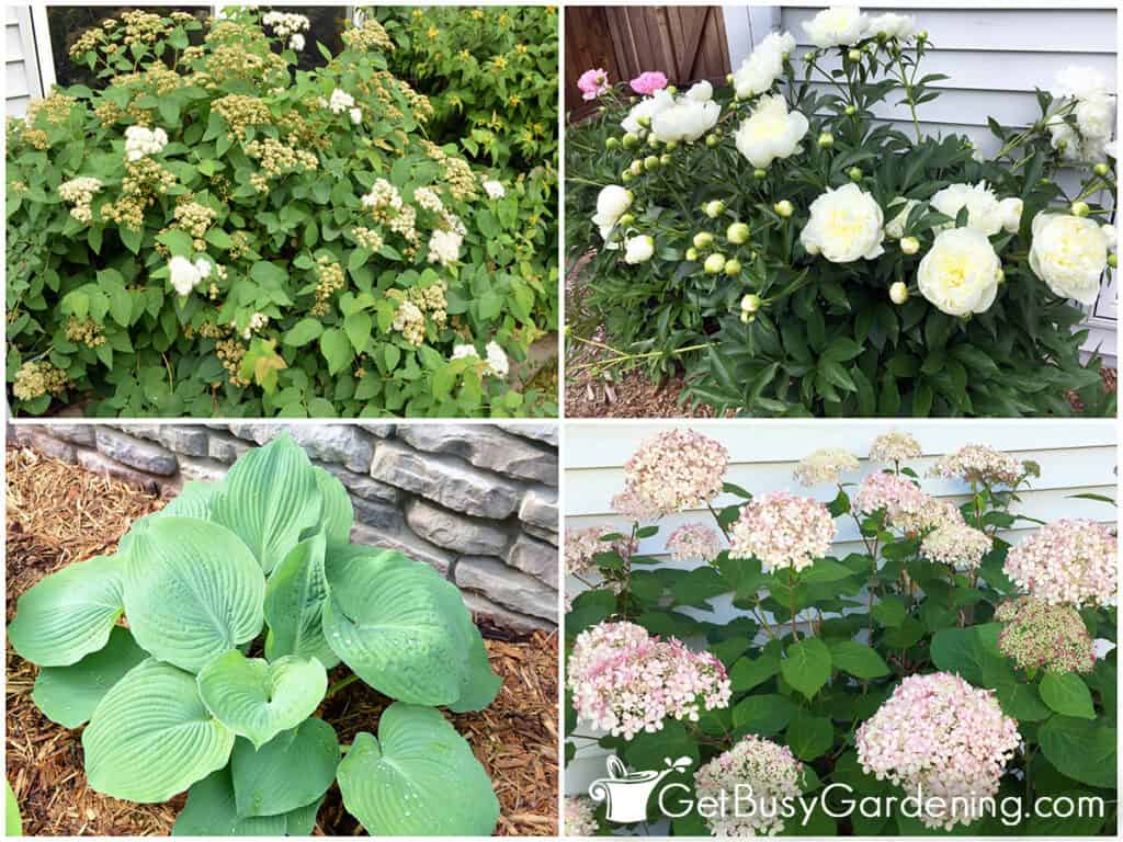 Foundation Plants: 21 Best Shrubs & Perennials For The Front Of House