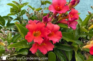 19 Long Blooming Perennial Flowers For Your Garden