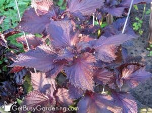 15 Of The Best Herbs That Grow Well In Shade Gardens