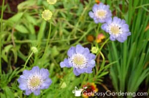 19 Long Blooming Perennial Flowers For Your Garden