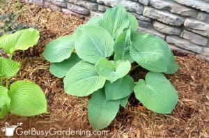 Foundation Plants: 21 Best Shrubs & Perennials For The Front Of House