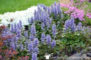 17 Best Ground Cover Plants For Shade - Get Busy Gardening