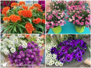 17 Best Flowers For Container Gardening - Get Busy Gardening