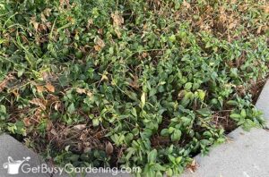 17 Best Ground Cover Plants For Shade - Get Busy Gardening