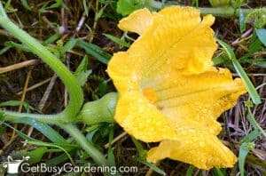 How To Pollinate Squash By Hand – Complete Step-By-Step Guide