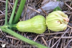How To Pollinate Squash By Hand – Complete Step-By-Step Guide