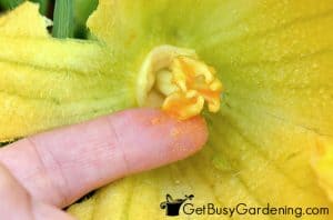 How To Pollinate Squash By Hand – Complete Step-By-Step Guide