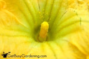 How To Pollinate Squash By Hand – Complete Step-By-Step Guide