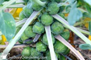 How & When To Harvest Brussels Sprouts – The Complete Guide