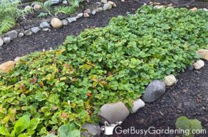 17 Best Ground Cover Plants For Shade - Get Busy Gardening