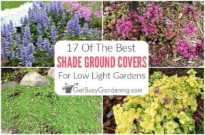 17 Best Ground Cover Plants For Shade - Get Busy Gardening