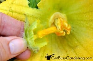 How To Pollinate Squash By Hand – Complete Step-By-Step Guide