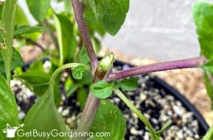 How To Prune Basil For Maximum Production - A Step-By-Step Guide