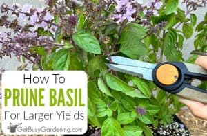 How To Prune Basil For Maximum Production - A Step-By-Step Guide