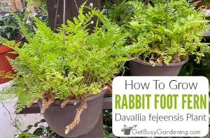 Rabbit's Foot Fern: How To Grow & Care For A “Davallia fejeensis” Plant