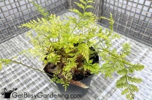 Rabbit's Foot Fern: How To Grow & Care For A “Davallia fejeensis” Plant