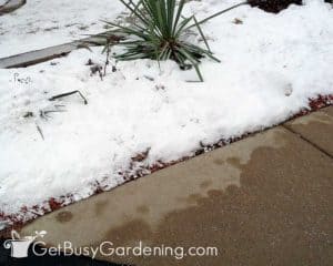 Salt Damage To Plants - How To Fix & Prevent Salt Toxicity In Plants & Soil