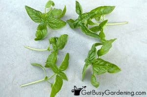 How To Propagate Basil: A Step By Step Guide - Get Busy Gardening