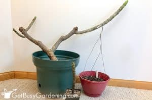 How To Overwinter Plumeria (Frangipani) Indoors: 3 Easy Ways!