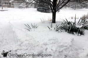 How To Protect Plants From Snow Damage (7 Tips For Winter Protection)