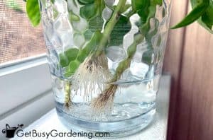 How To Propagate Basil: A Step By Step Guide - Get Busy Gardening