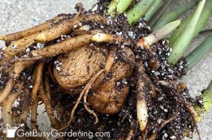 How To Propagate ZZ Plant (Zamioculcas zamiifolia) Cuttings Or Division