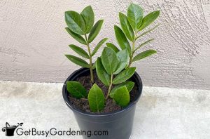 How To Propagate ZZ Plant (Zamioculcas zamiifolia) Cuttings Or Division