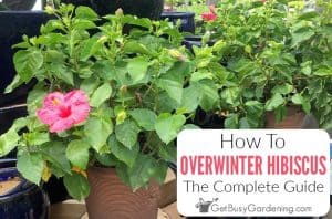 How To Overwinter Hibiscus Plants Indoors (3 Easy Ways!)