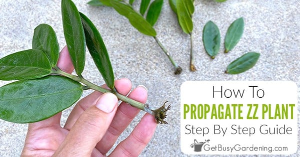 How To Propagate ZZ Plant (Zamioculcas zamiifolia) Cuttings Or Division
