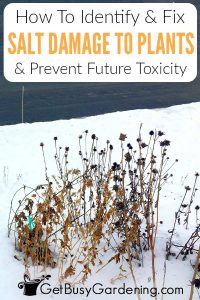 Salt Damage To Plants - How To Fix & Prevent Salt Toxicity In Plants & Soil