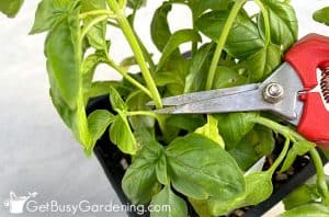 How To Propagate Basil: A Step By Step Guide - Get Busy Gardening
