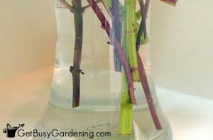 How To Propagate Coleus Cuttings In Soil Or Water - The Complete Guide