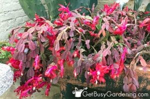 Thanksgiving Cactus Care: How To Grow Schlumbergera truncata