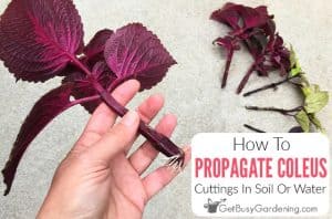 How To Propagate Coleus Cuttings In Soil Or Water - The Complete Guide