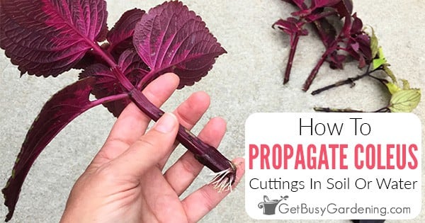 How To Propagate Coleus Cuttings In Soil Or Water - The Complete Guide
