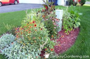 15 Best Salt Resistant Plants For Your Home Garden