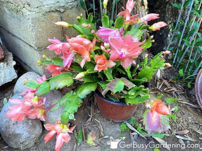 Thanksgiving Cactus Care: How To Grow Schlumbergera truncata