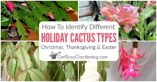 Christmas, Thanksgiving & Easter Holiday Cactus: What’s The Difference?